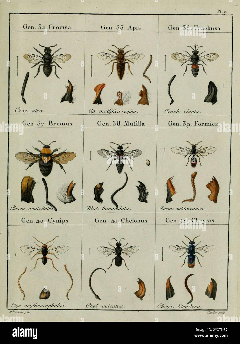 55 apis hi-res stock photography and images - Alamy