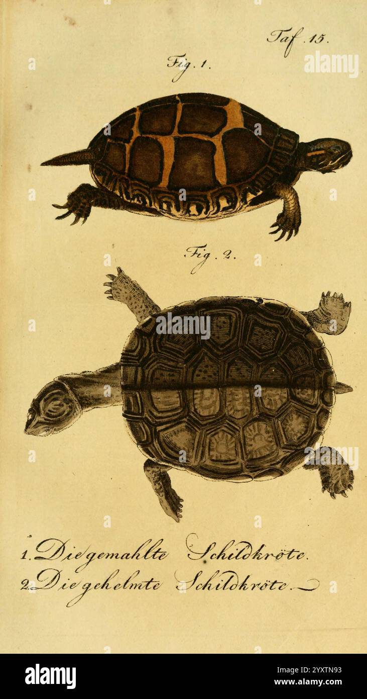 Lower turtle displays hi-res stock photography and images - Alamy