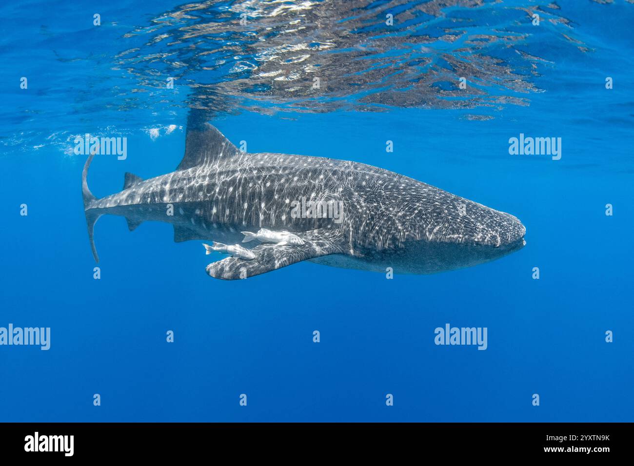 whale shark, Rhincodon typus, with white suckerfish, albescens, Isla ...