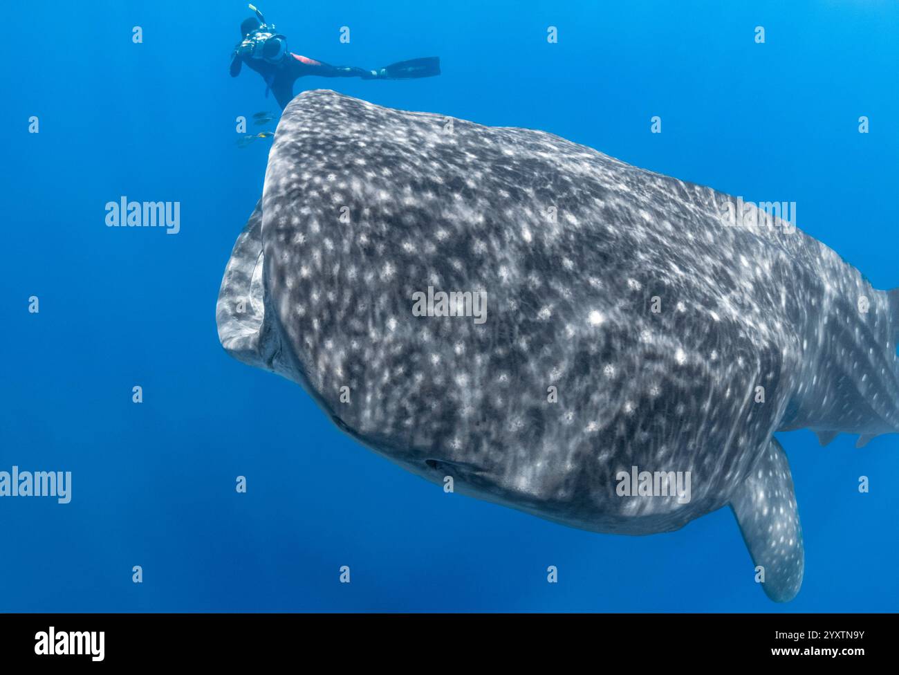 whale shark, Rhincodon typus, feeding on plankton, Isla Mujeres, Mexico ...