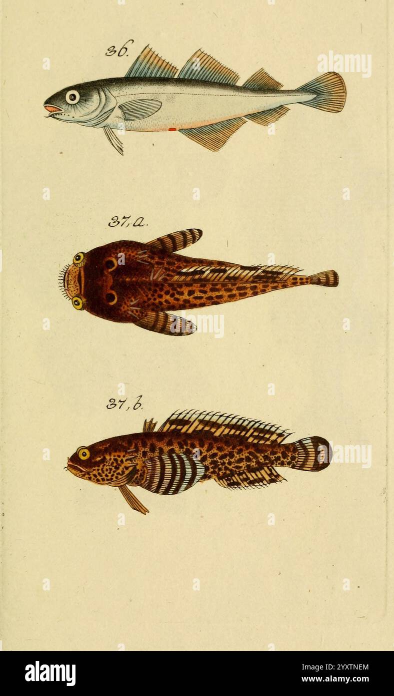Abbildung, und, Beschreibung, der, Fische, Nürnberg, Samuel ...