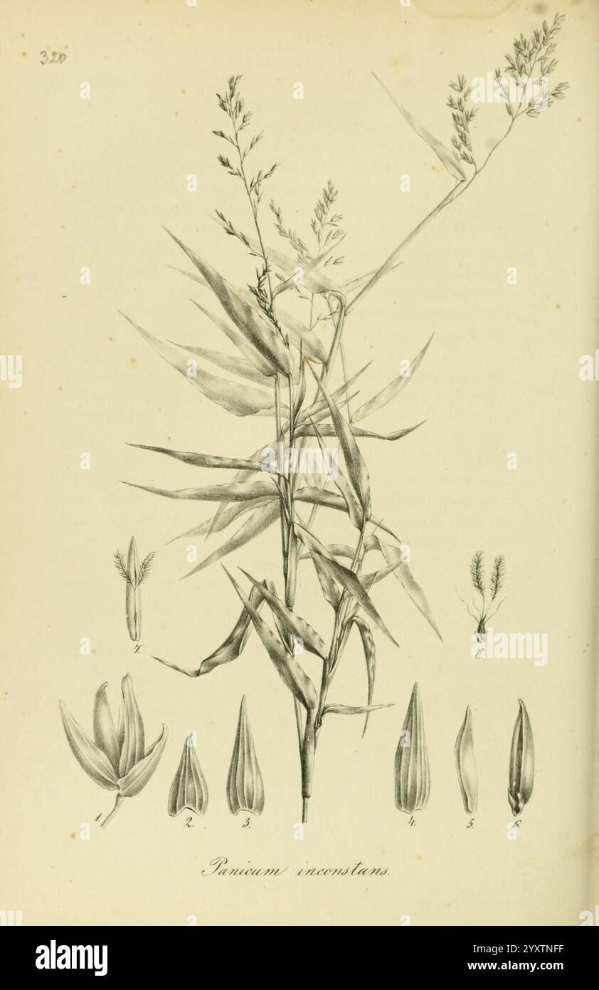 Species Graminum, Petropoli, Impensis Academiae Imperialis Scientiarum ...