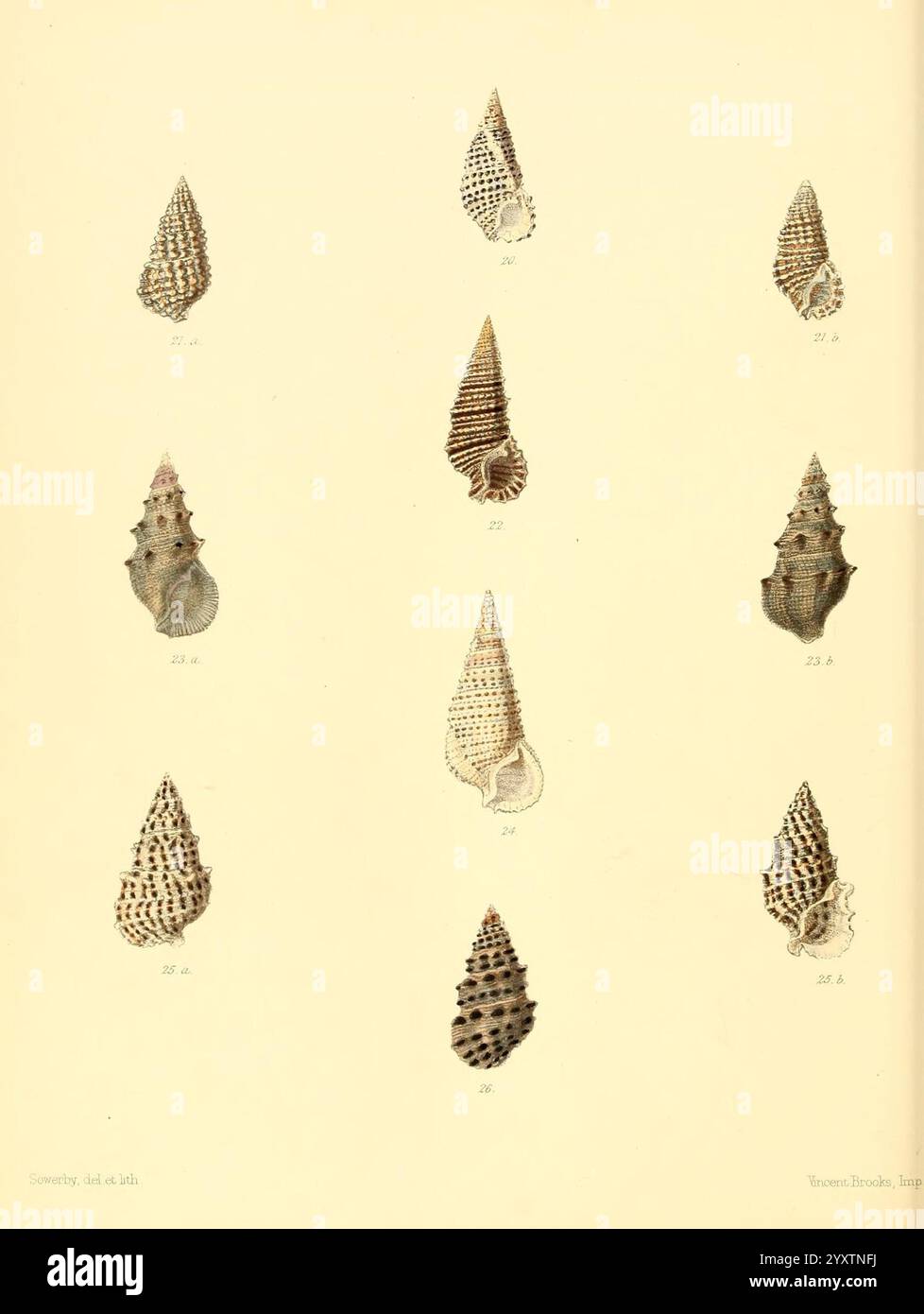 Conchologia iconica, or Illustrations of the shells of molluscous animals London, Reeve ...