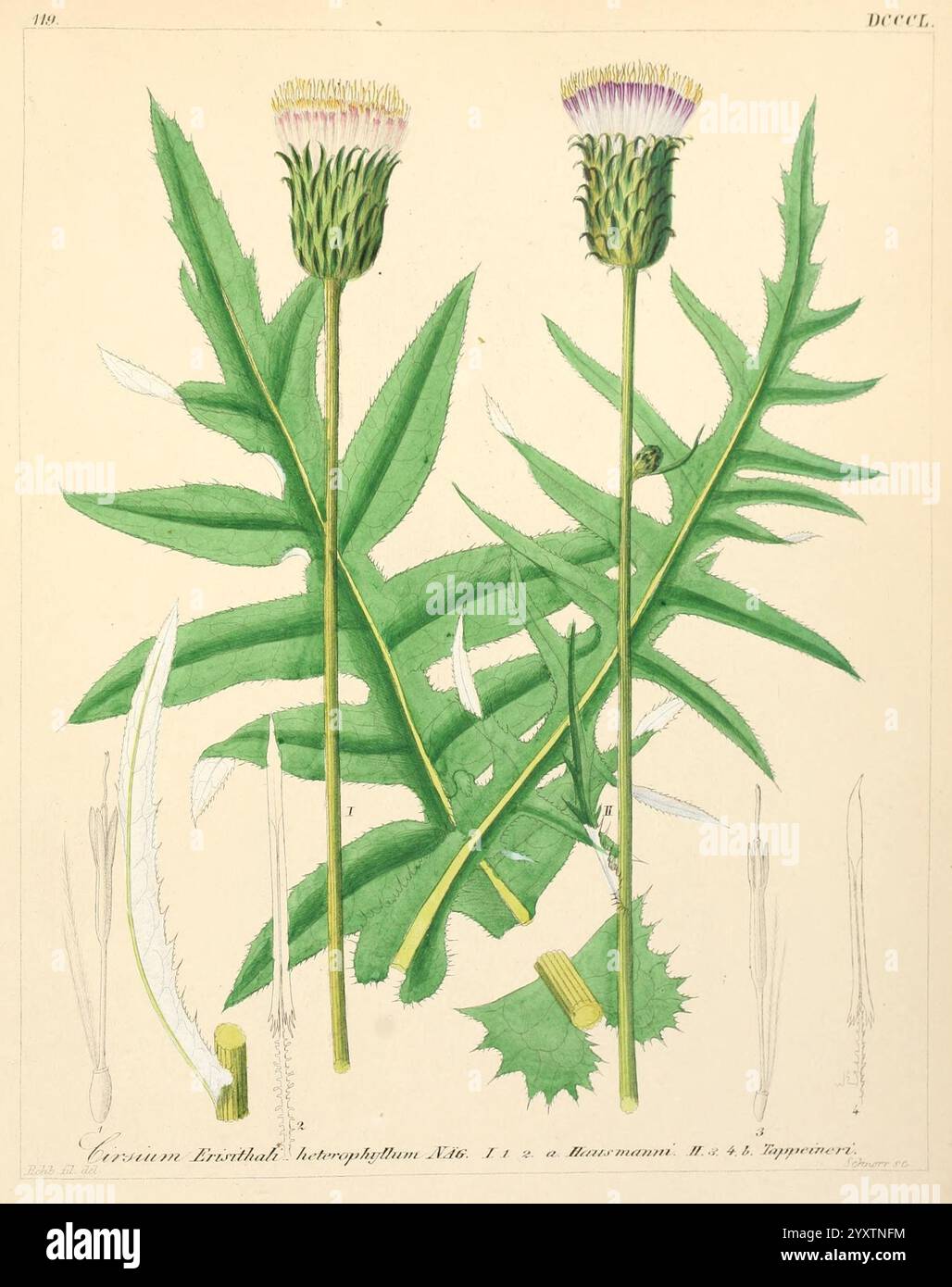 Prominent thistles hi-res stock photography and images - Alamy