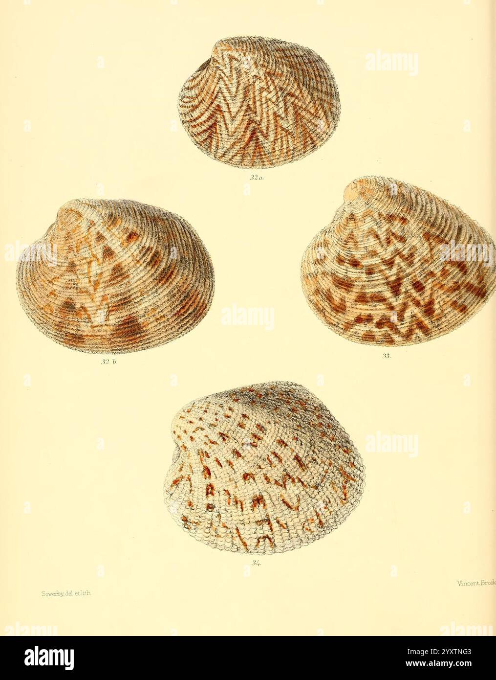 Conchologia iconica, or Illustrations of the shells of molluscous ...