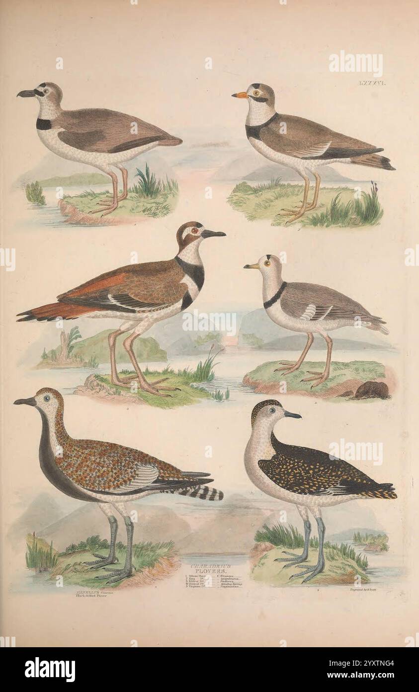 Illustrations of the American Ornithology Alexander Wilson Charles ...
