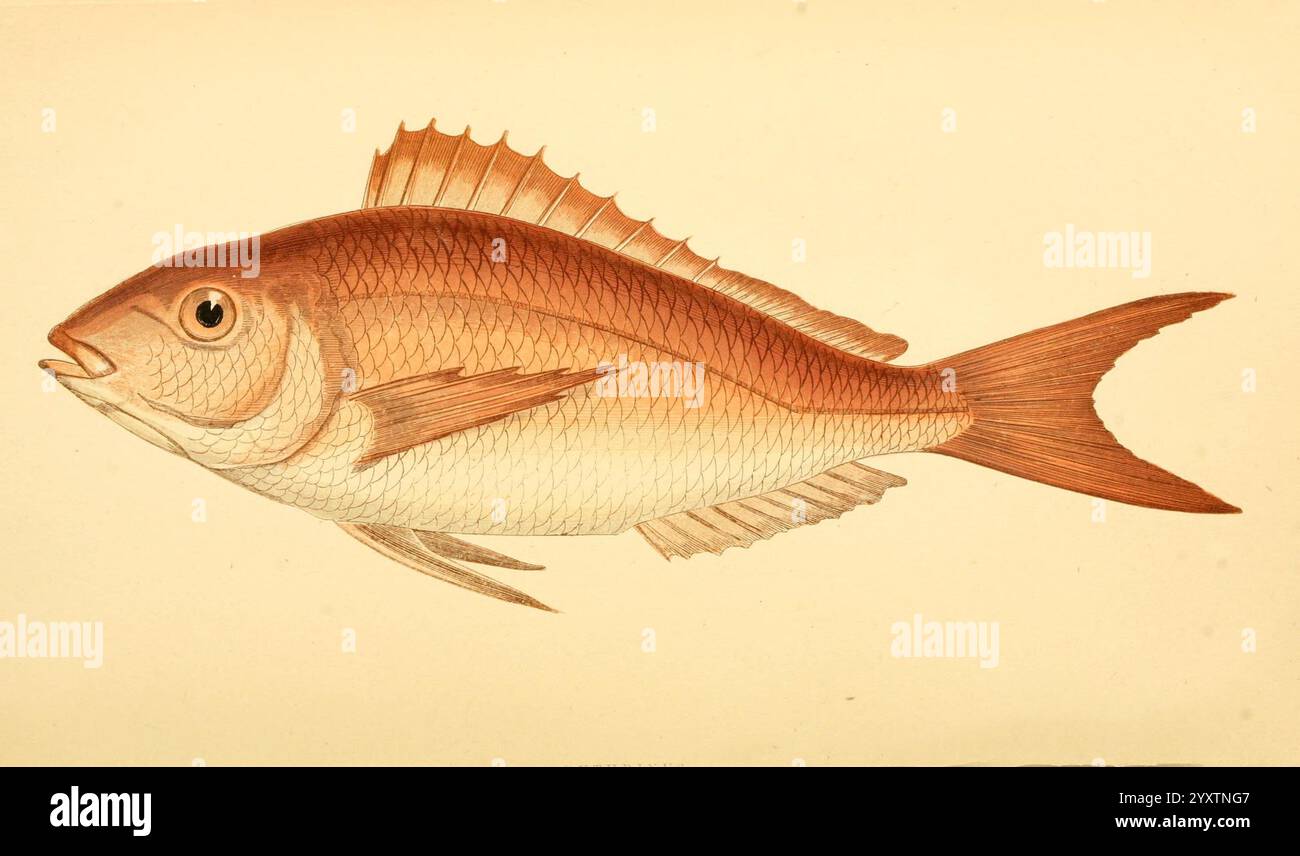 Fishs natural coloration hi-res stock photography and images - Alamy