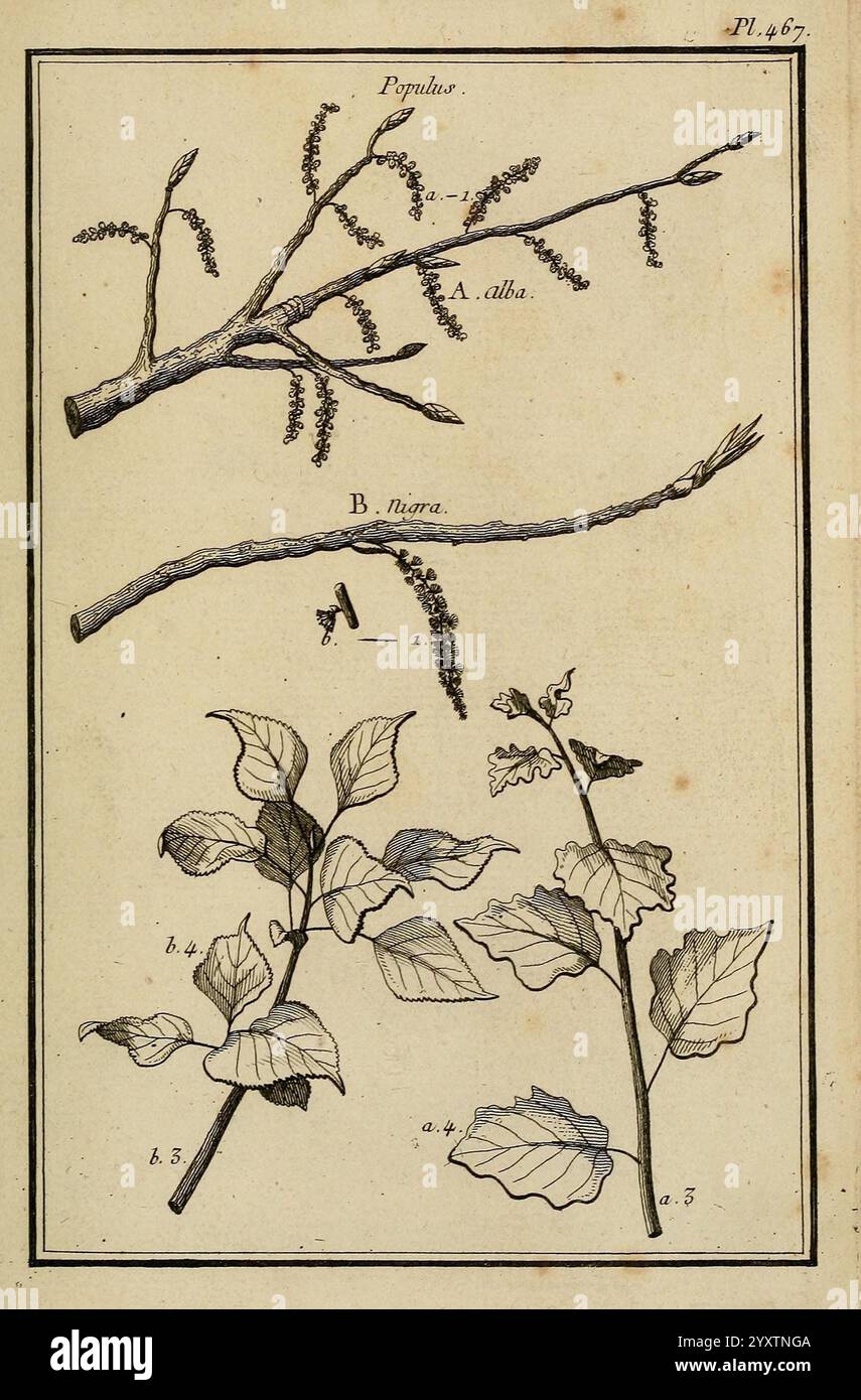 Elongated twigs features small clusters hi-res stock photography and ...