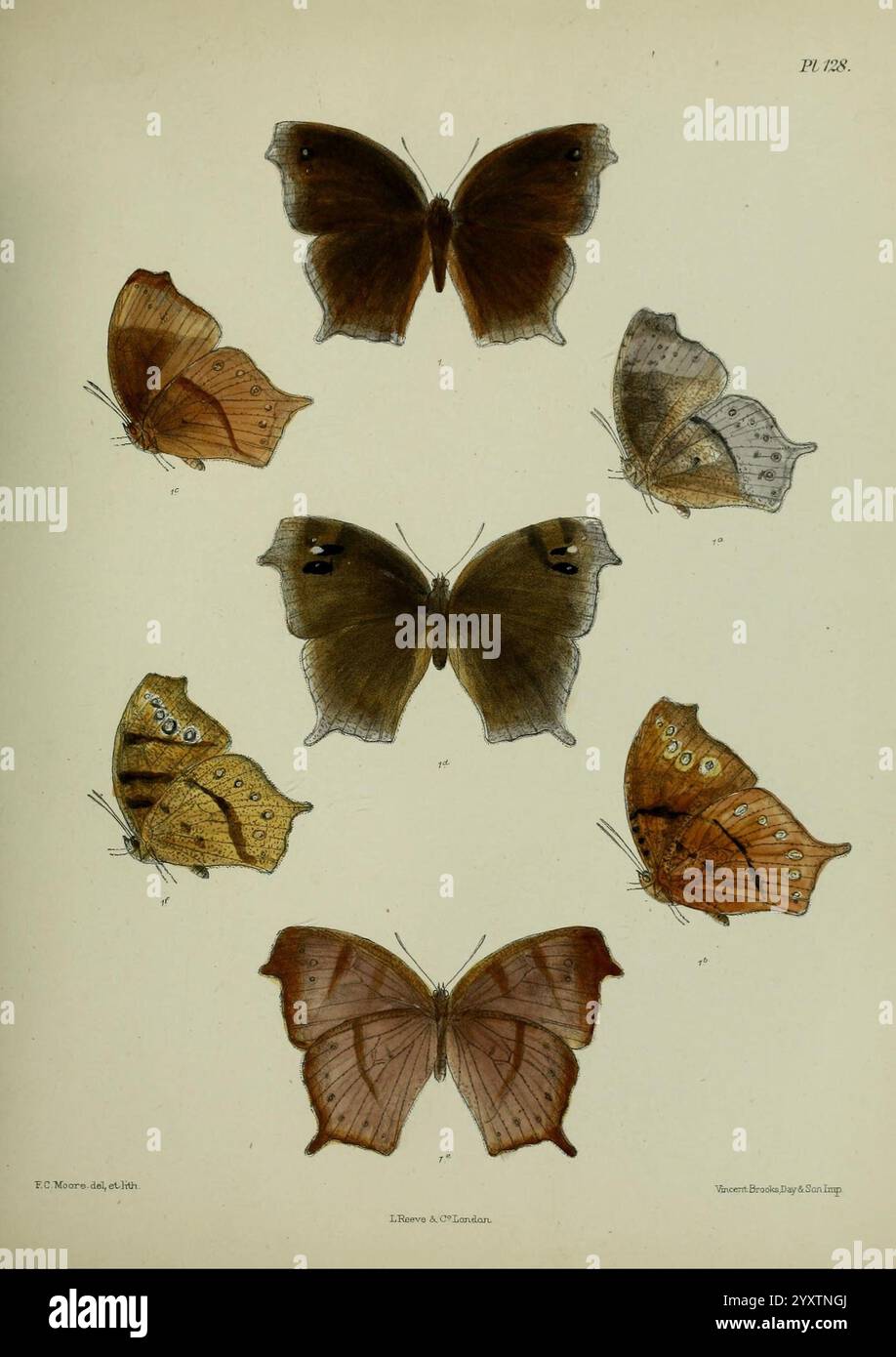 Eight beautifully illustrated butterflies hi-res stock photography and ...