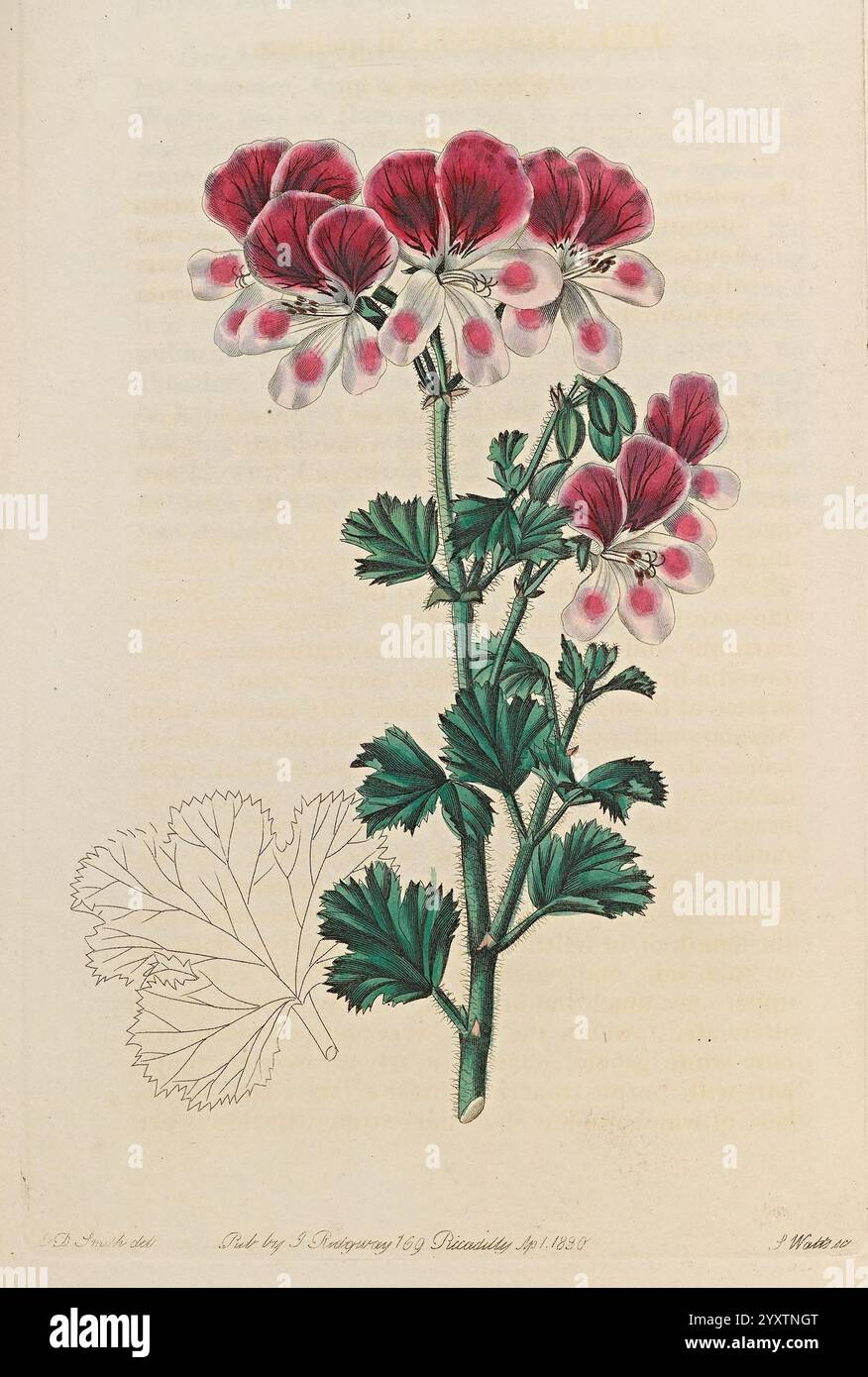 Geraniaceae, London, Printed for James Ridgway, Piccadilly, 1820-1830 ...