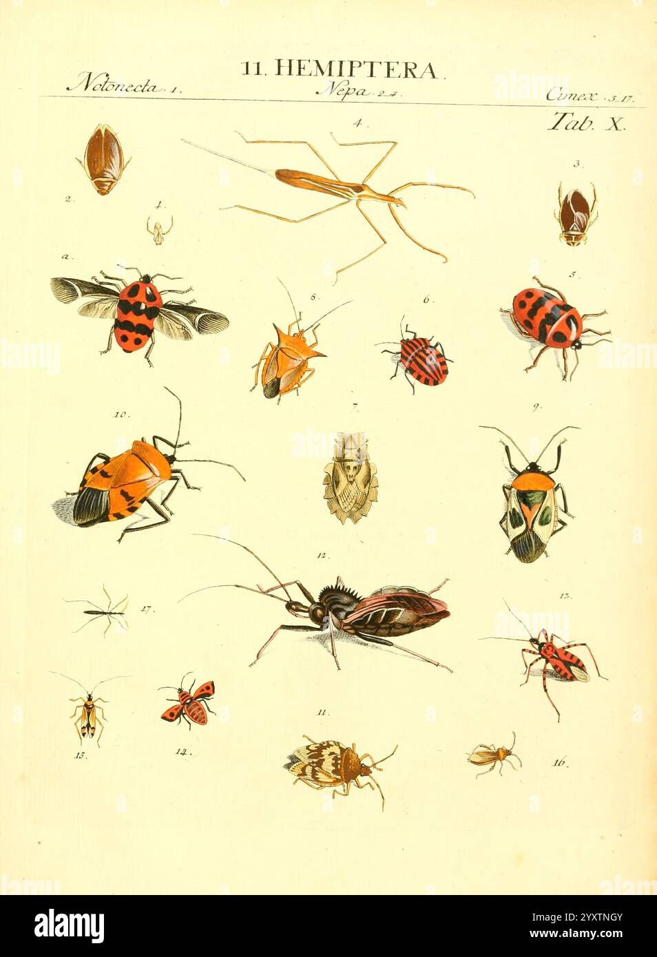 Dr. Sulzer Abgekürzte Geschichte der Insecten Winterthur Bey H. Steiner ...