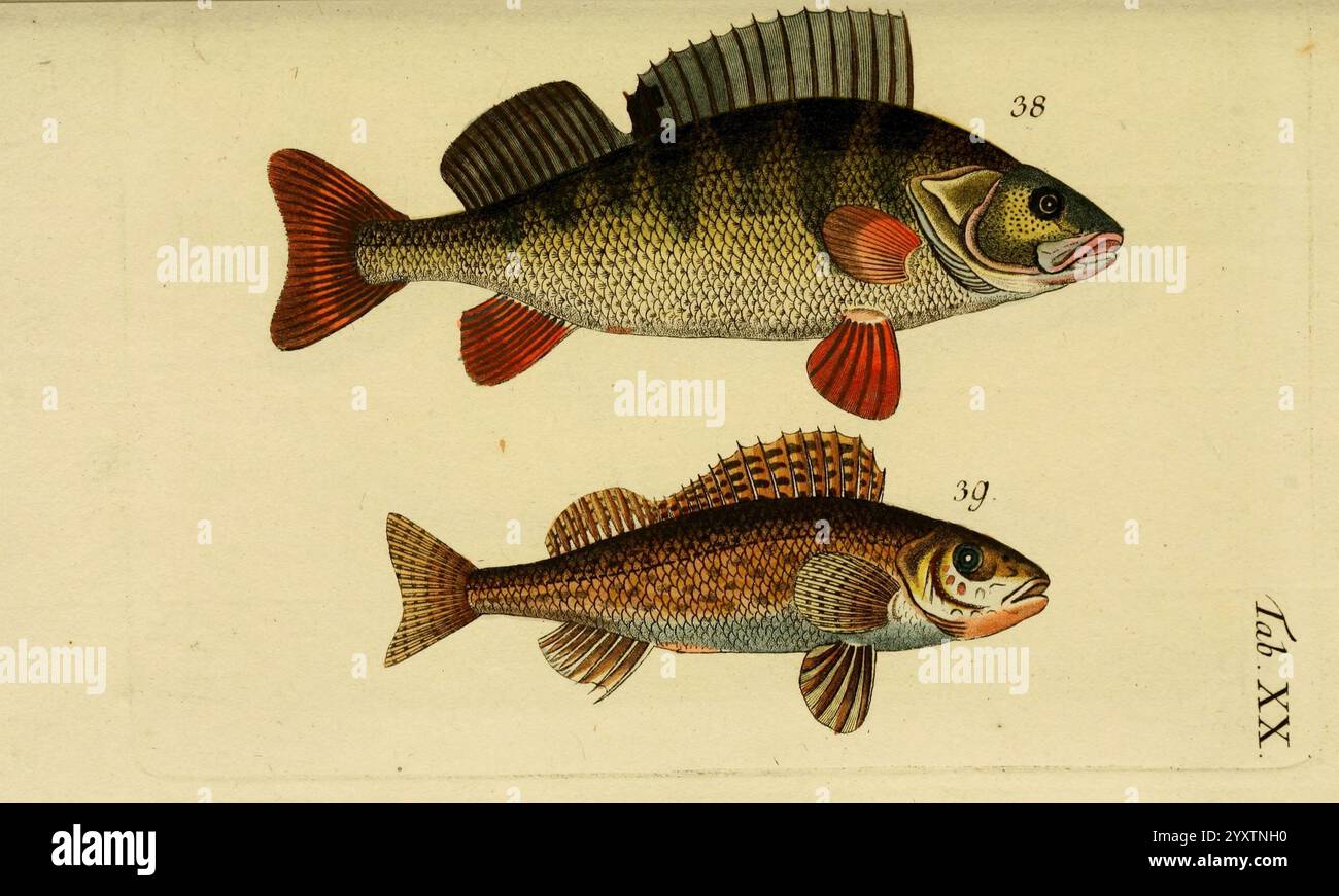 Two prominent species hi-res stock photography and images - Alamy