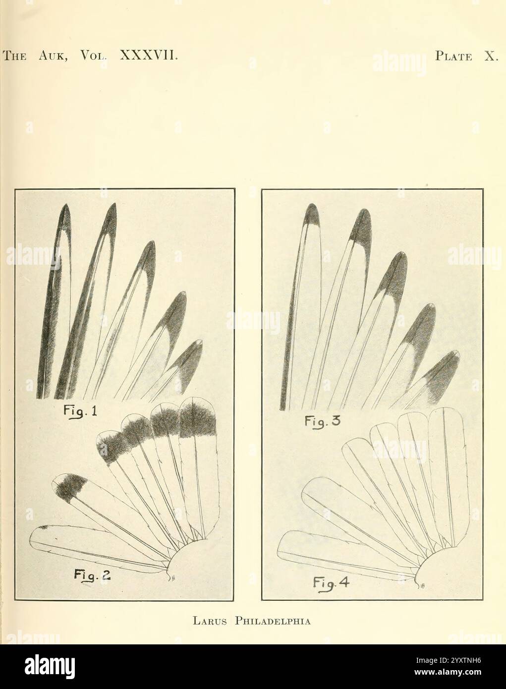 The Auk Washington, D.C. American Ornithologists' Union etc. 1884 ...