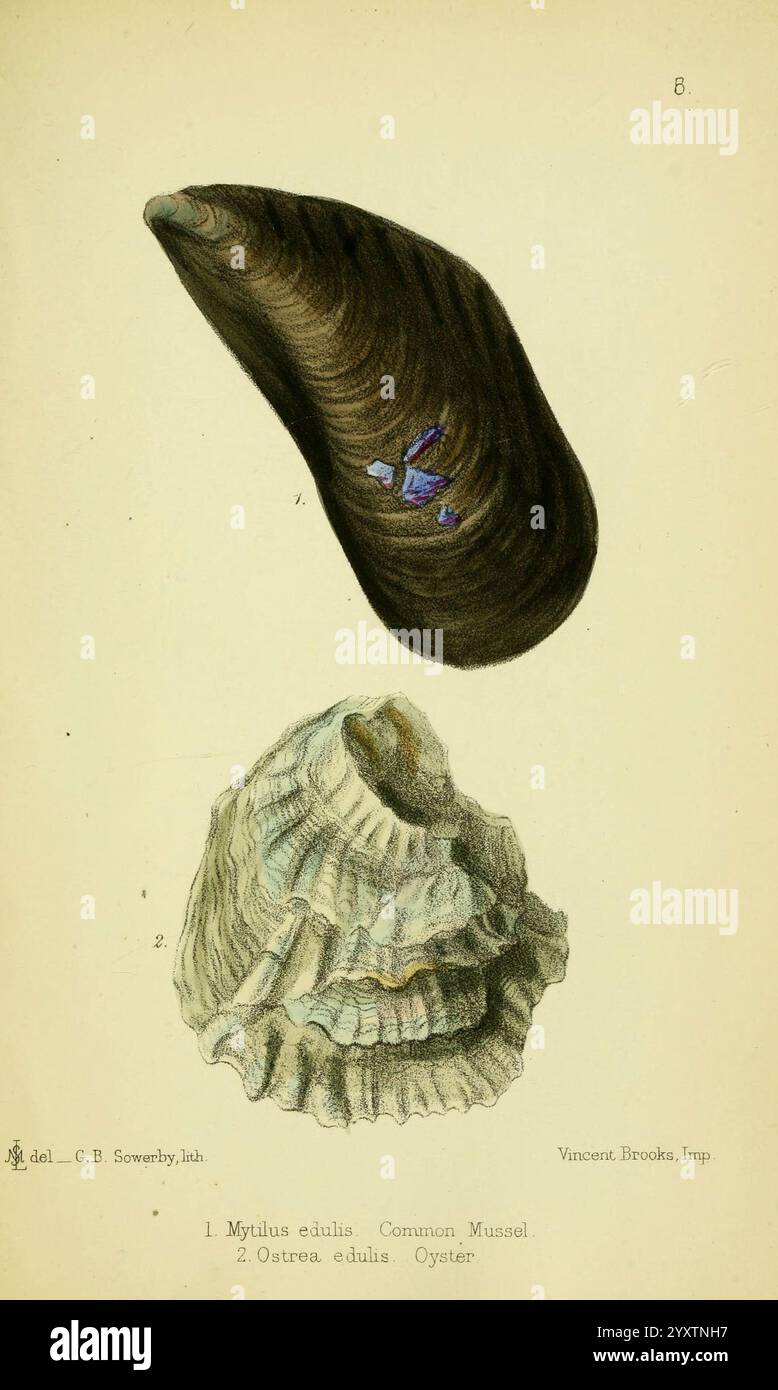 Shellfish taxonomy hi-res stock photography and images - Alamy