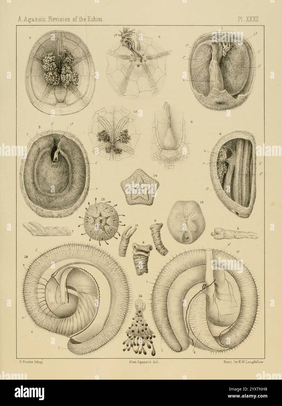 Revision of the Echini Cambridge, Mass, University Press, 1872-1874 ...