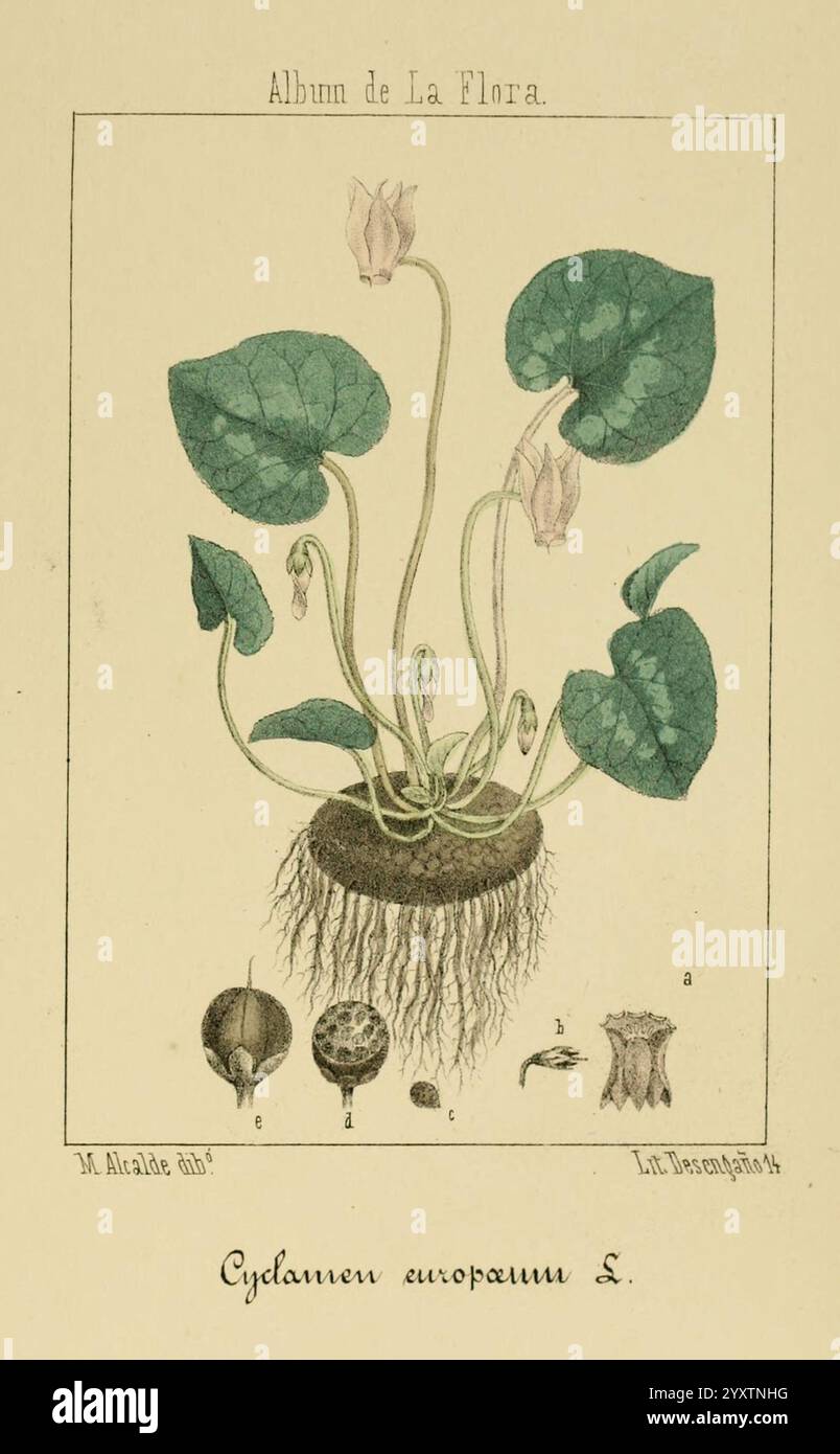 Prominent tuberous root system hi-res stock photography and images - Alamy