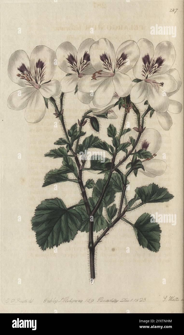 Geraniaceae, London, Printed for James Ridgway, Piccadilly, 1820-1830 ...