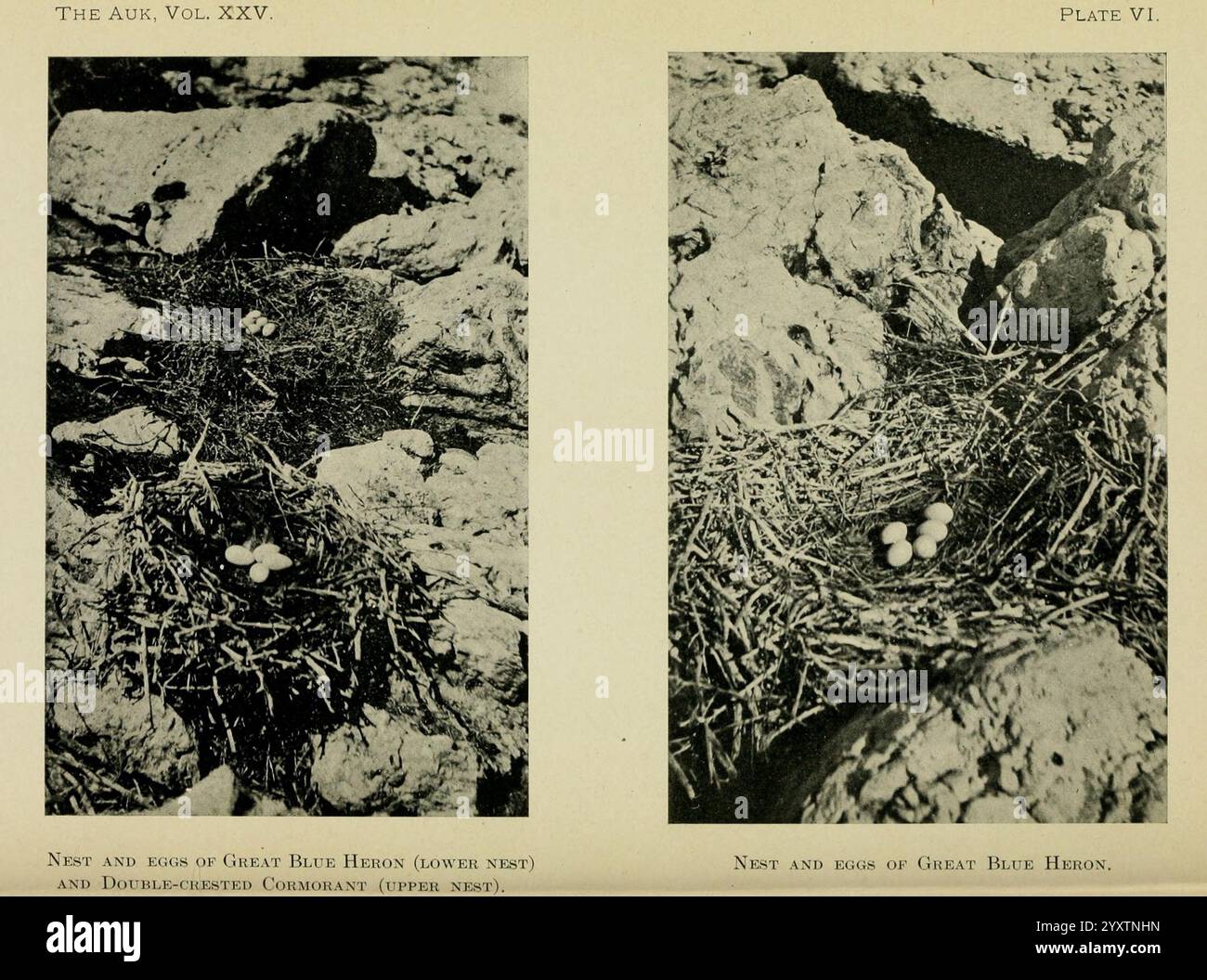 Scene depicts two nests hi-res stock photography and images - Alamy