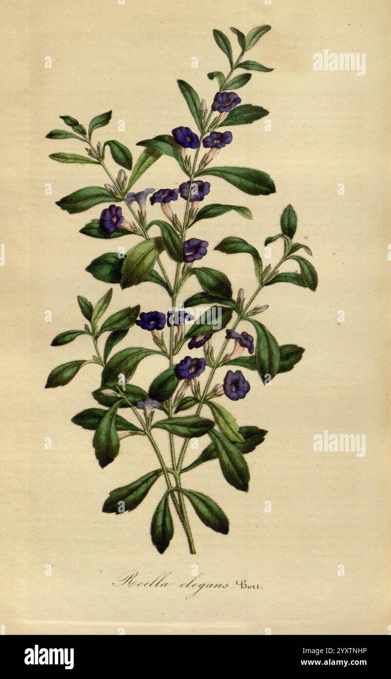 Plant ruellia elegans hi-res stock photography and images - Alamy