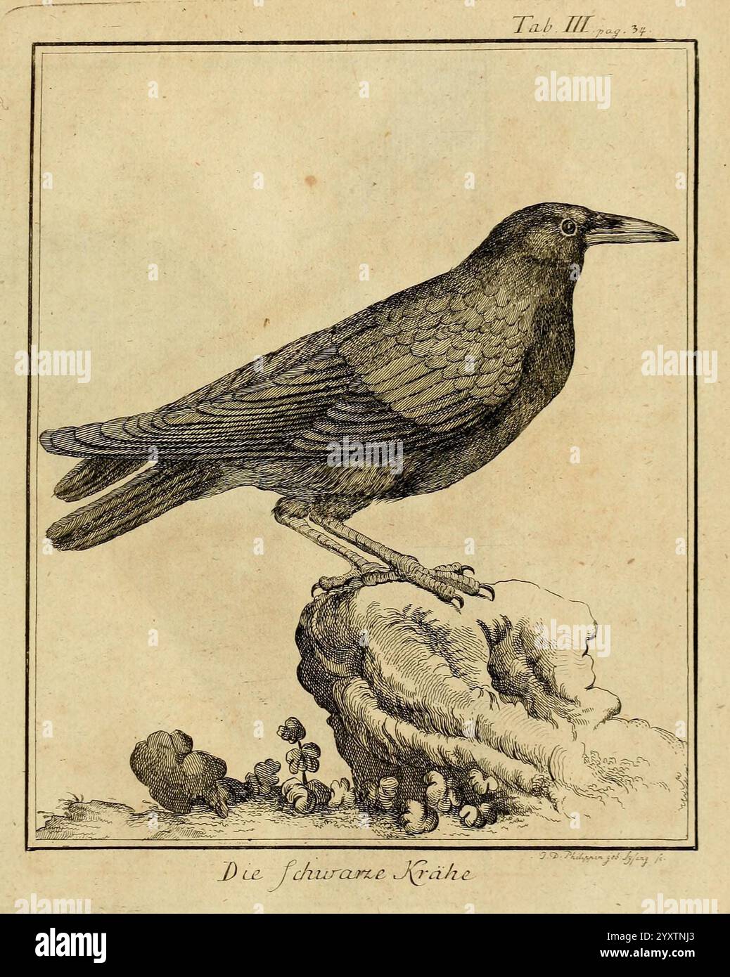 Crows alert posture hi-res stock photography and images - Alamy