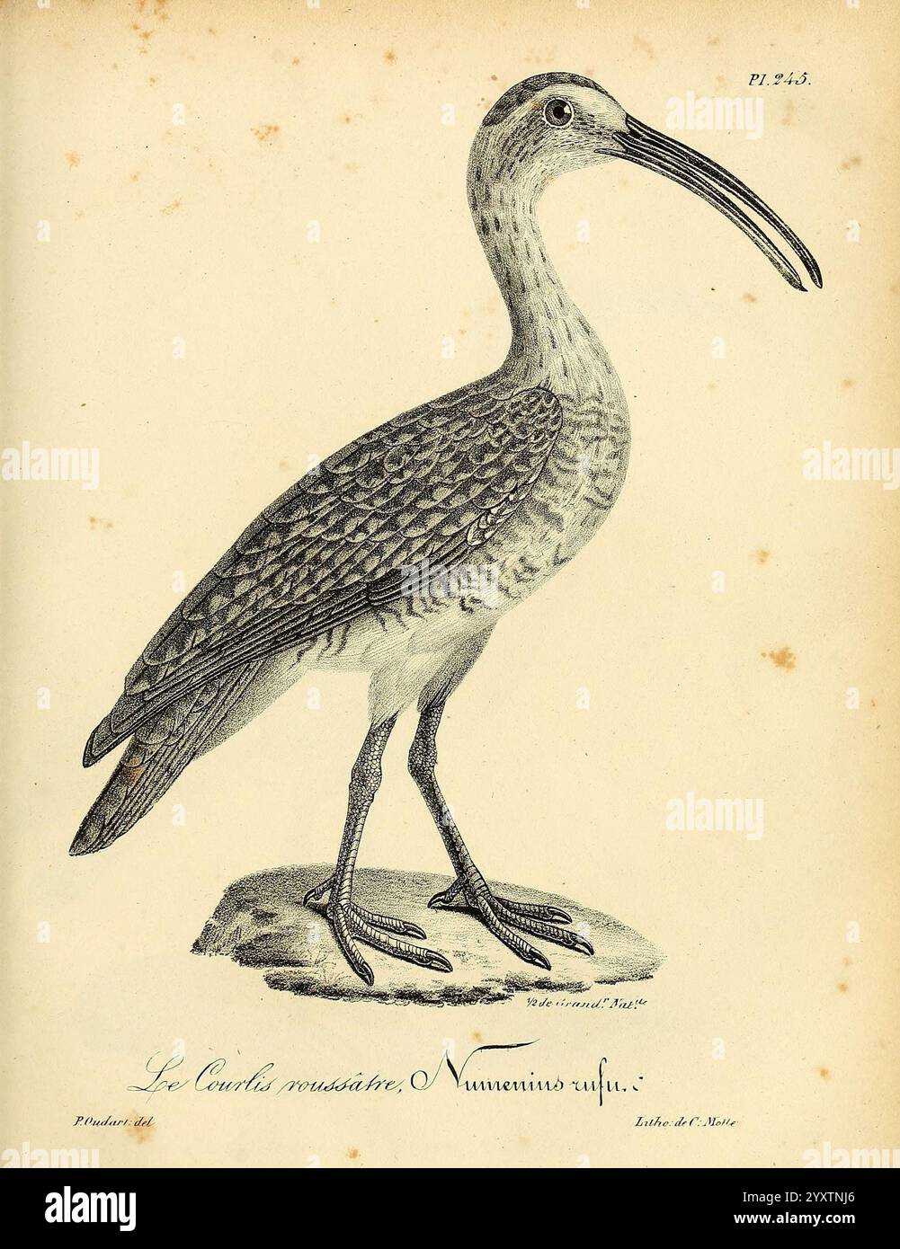 Elongated bill curves downward hi-res stock photography and images - Alamy