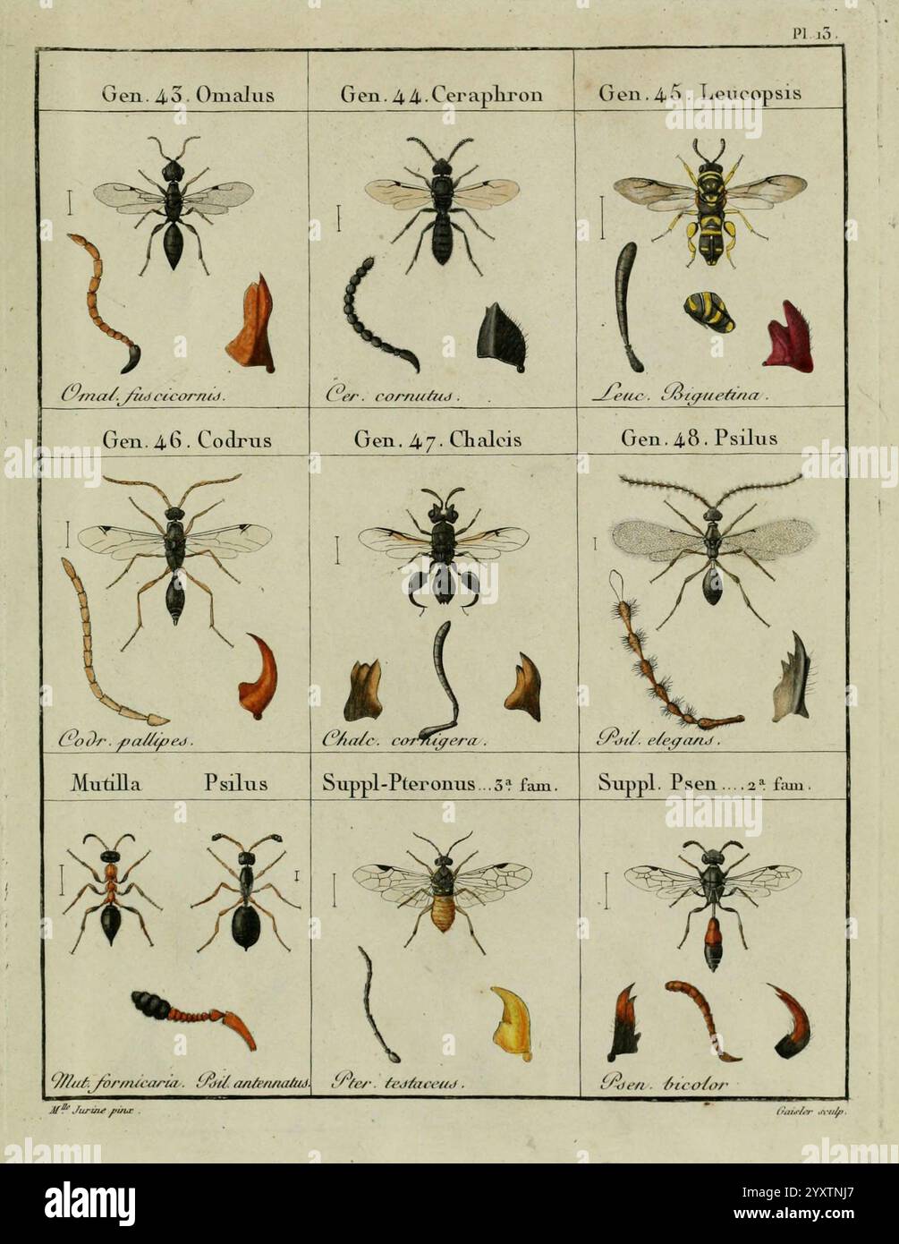 Hymenoptera christine jurine women hi-res stock photography and images ...