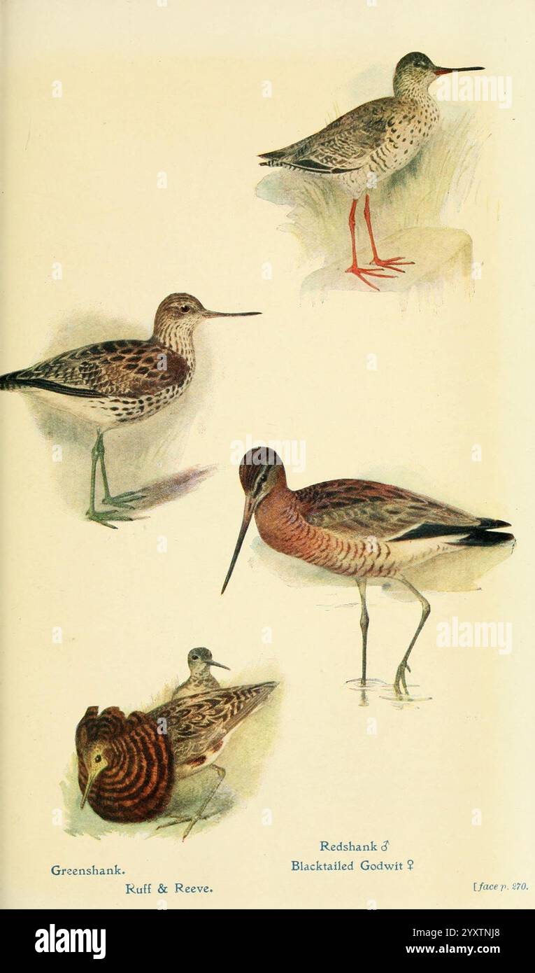 Four distinct shorebirds hi-res stock photography and images - Alamy