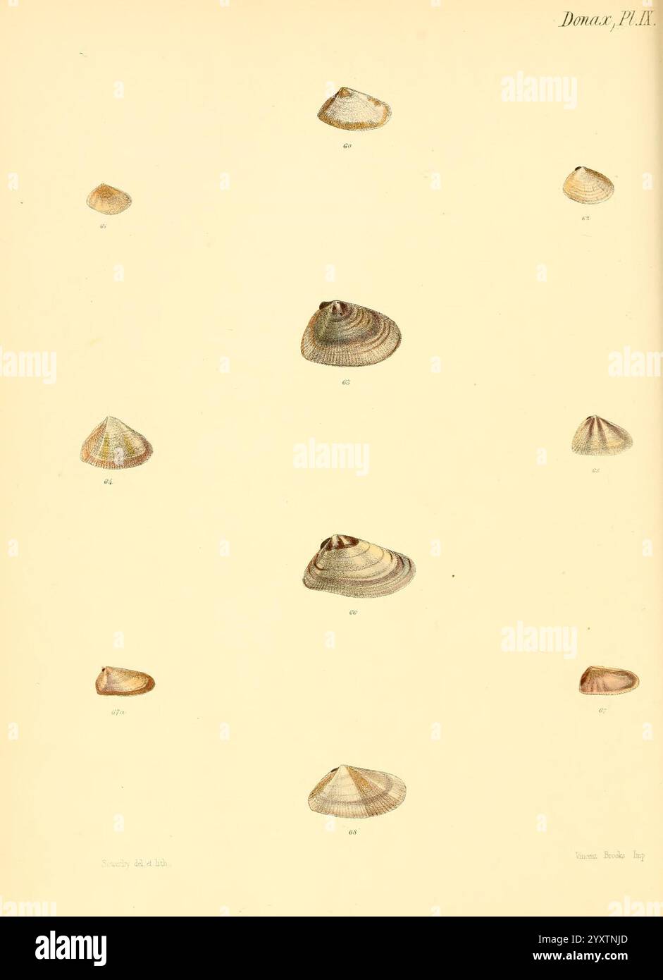 Conchologia iconica, or Illustrations of the shells of molluscous ...