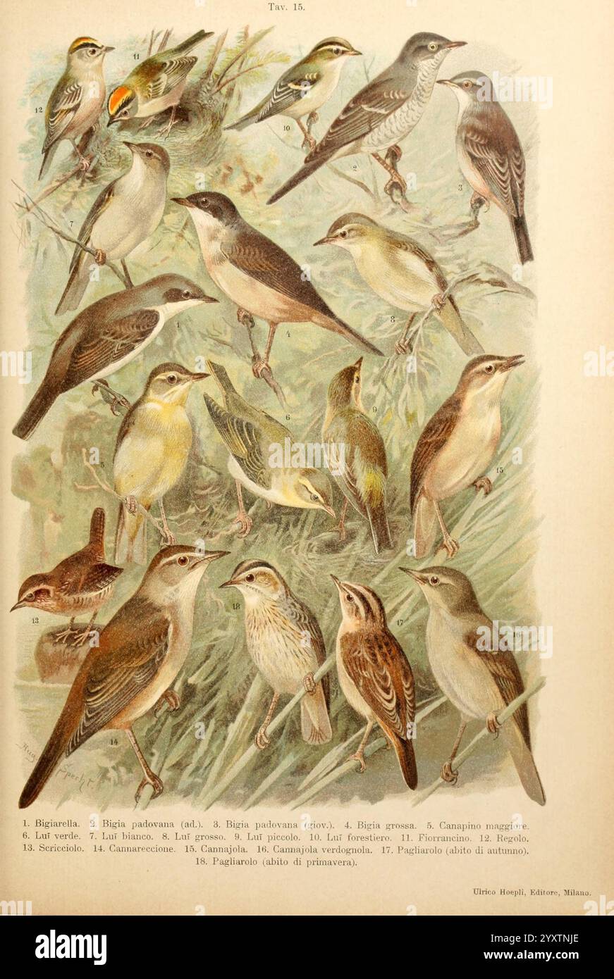 Diverse avian life depicted hi-res stock photography and images - Alamy