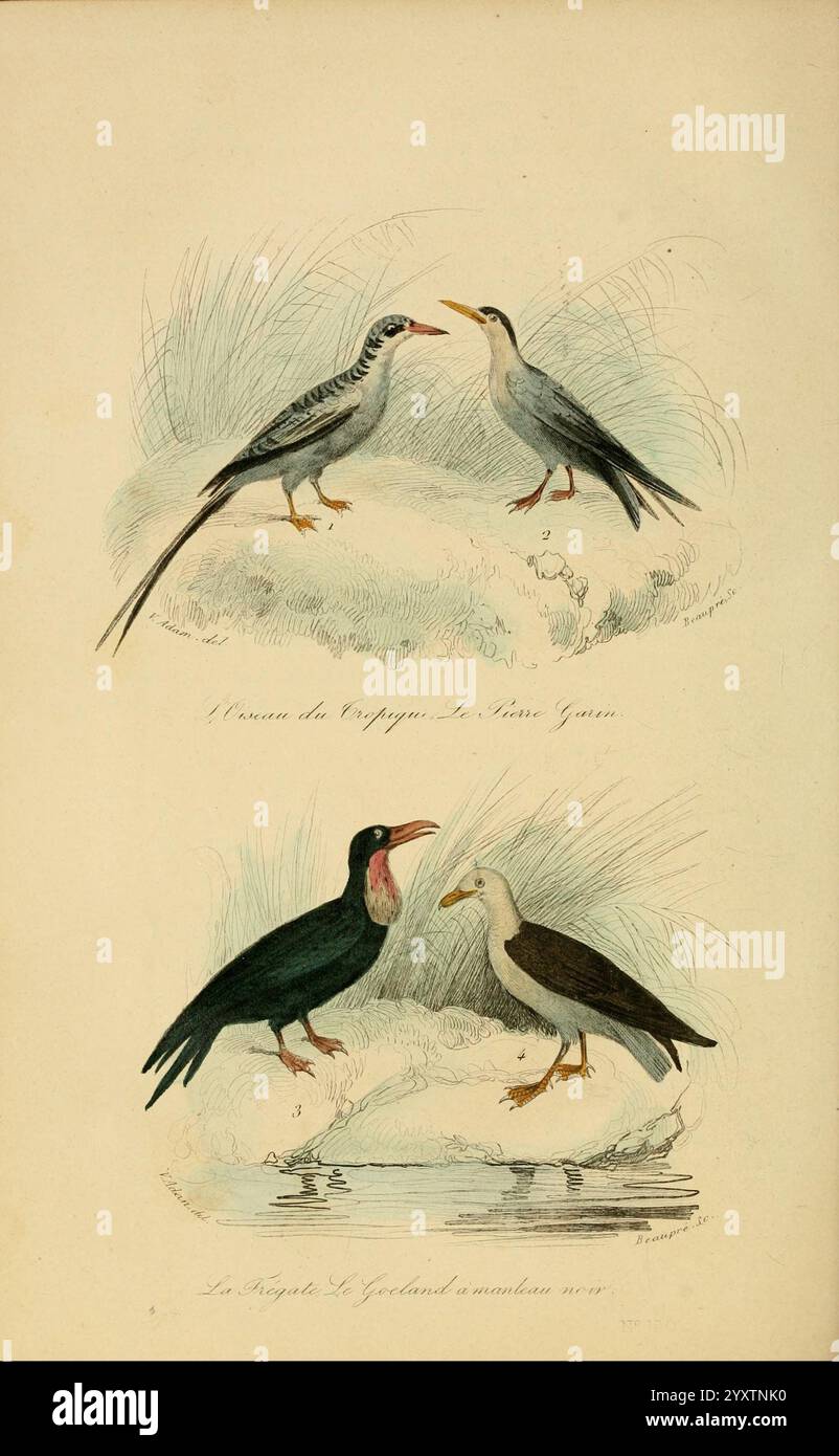 Lower section depicts two larger birds hi-res stock photography and ...