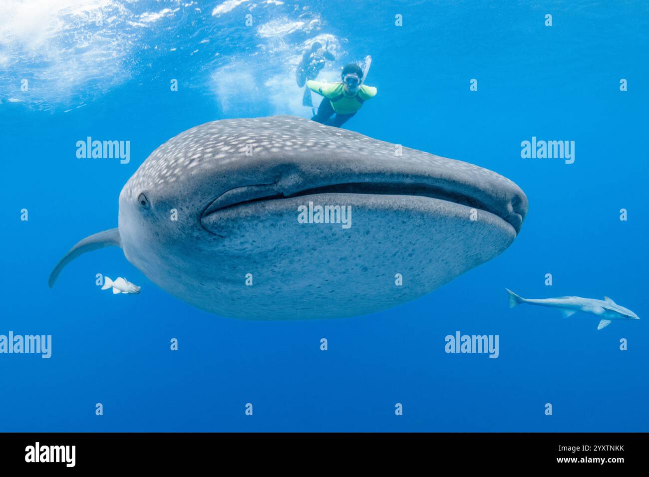 whale shark, Rhincodon typus, Isla Mujeres, Mexico, Gulf of Mexico ...