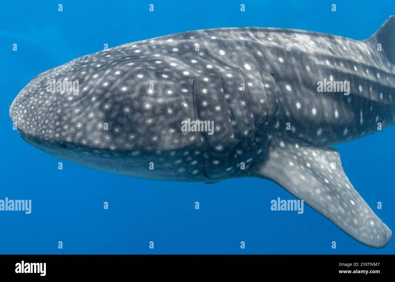 whale shark, Rhincodon typus, Isla Mujeres, Mexico, Gulf of Mexico ...