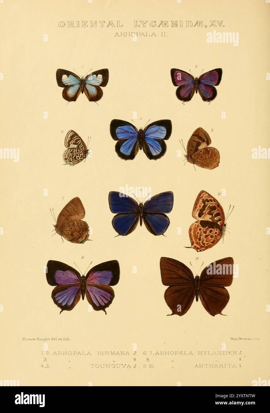 Top row features three butterflies hi-res stock photography and images ...