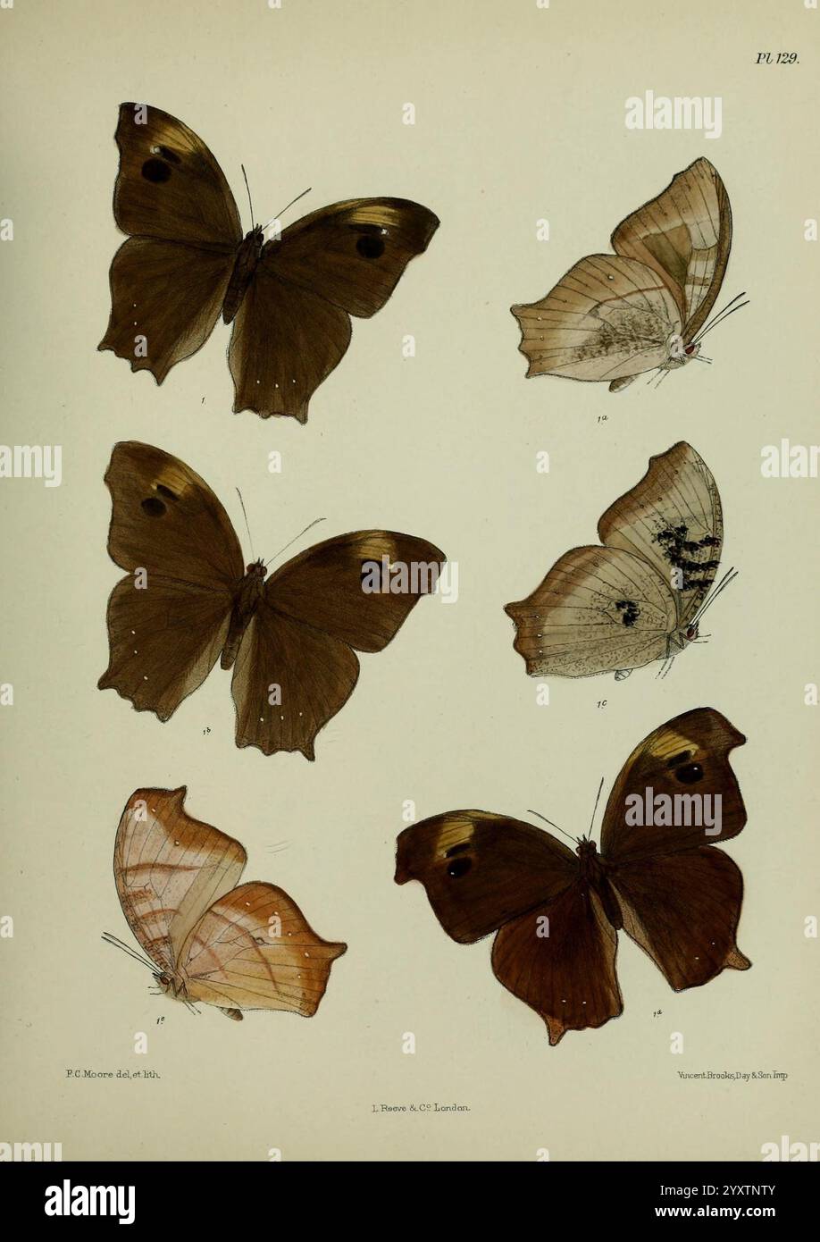 Lepidoptera indica, London, 1890-1913, India, Lepidoptera, Frederic C ...