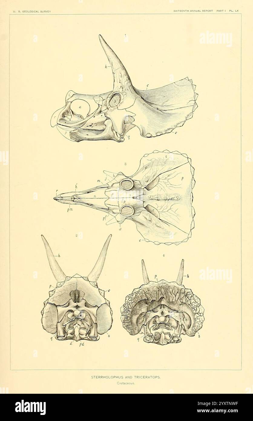 The dinosaurs of North America, Washington, Govt. Print, 1896 ...