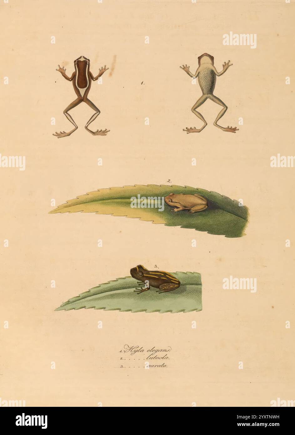 Singular frog hi-res stock photography and images - Alamy