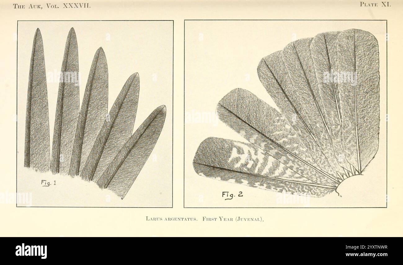 Two finely detailed depictions of birds hi-res stock photography and ...