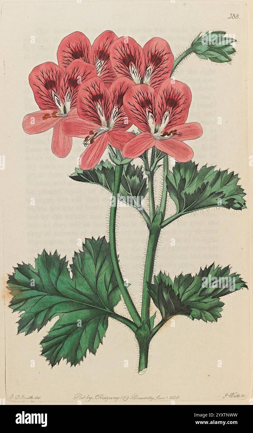 Geraniaceae, London, Printed for James Ridgway, Piccadilly, 1820-1830 ...