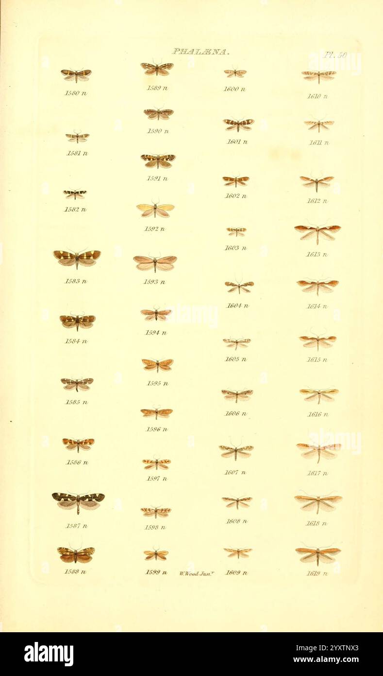 London william wood 1839 butterflies hi-res stock photography and ...