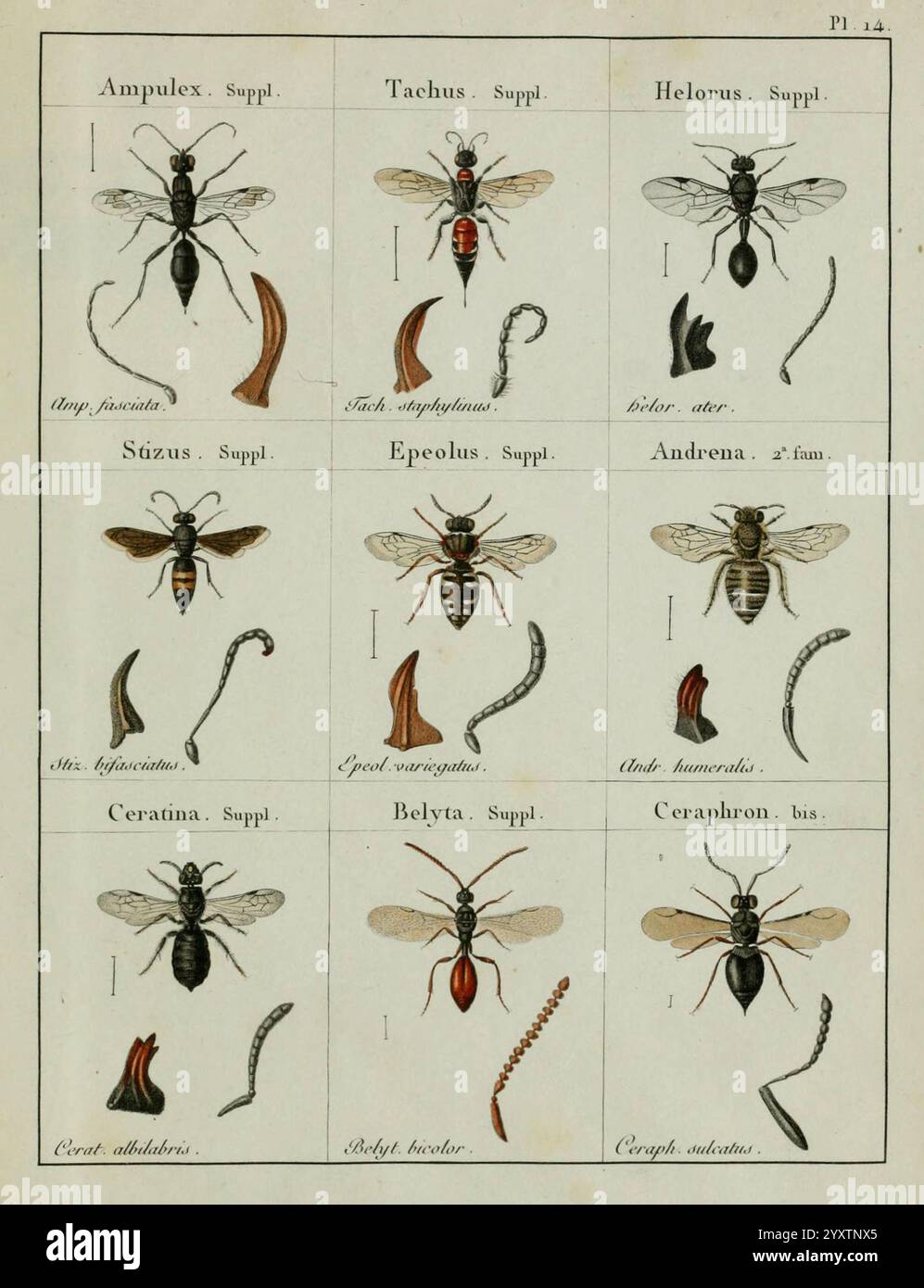 Nouvelle méthode de classer les hyménoptères et les diptères. Tome 1 ...