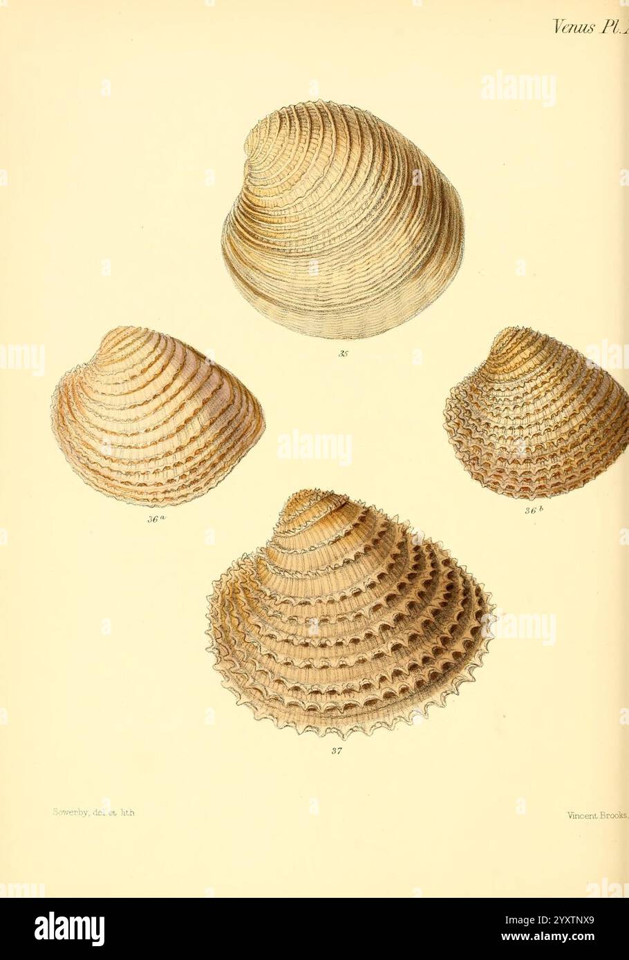 Conchologia iconica, or Illustrations of the Shells of Molluscous ...