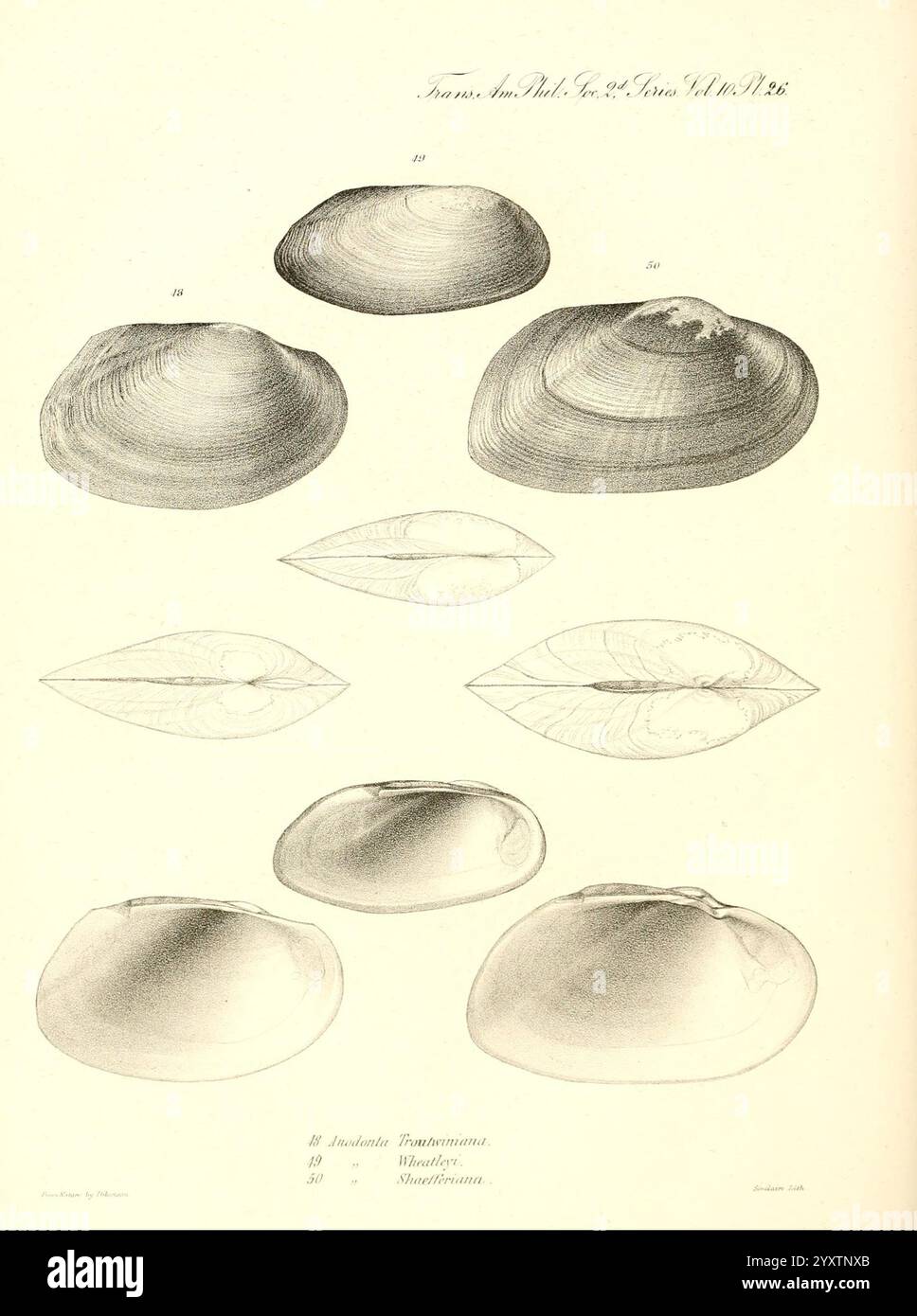 Diversity of bivalve morphology hi-res stock photography and images - Alamy