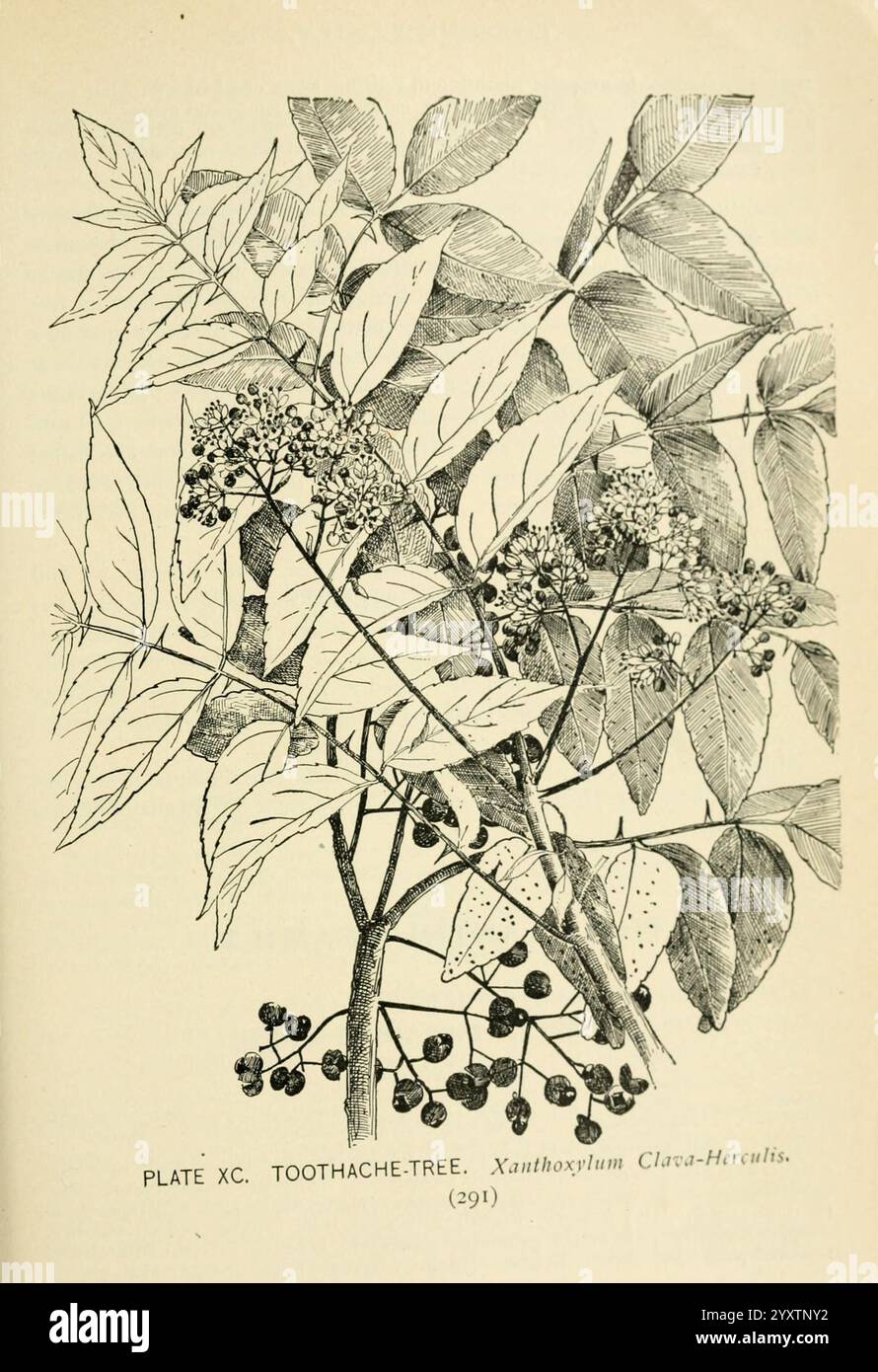 Southern wild flowers and trees, New York, Stokes [1901], botany ...