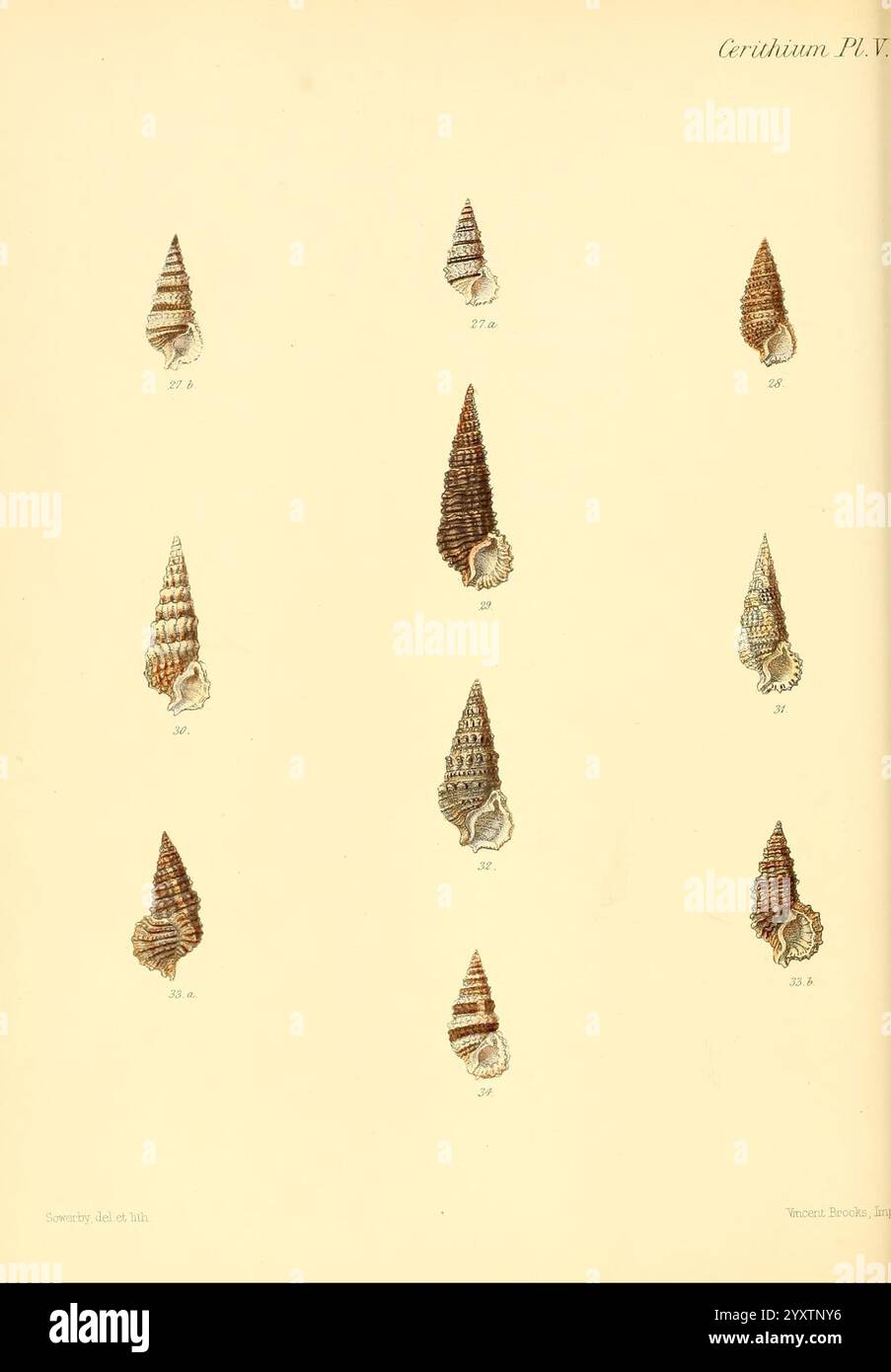 Conchologia Iconica, or Illustrations of the Shells of Molluscous ...