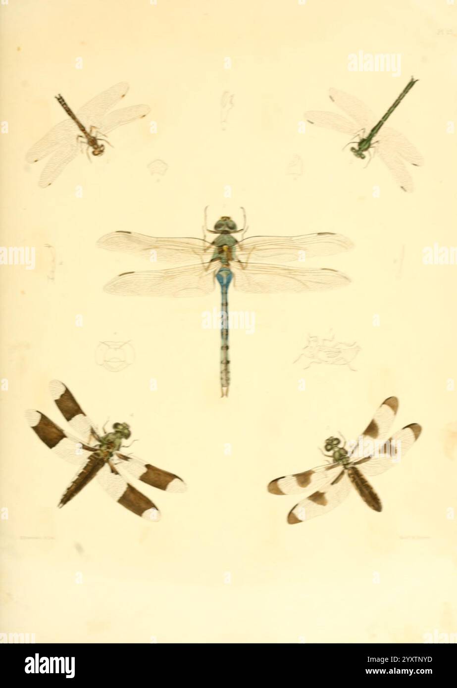 Natural history New York Albany 1842-1894 agriculture botany geology ...