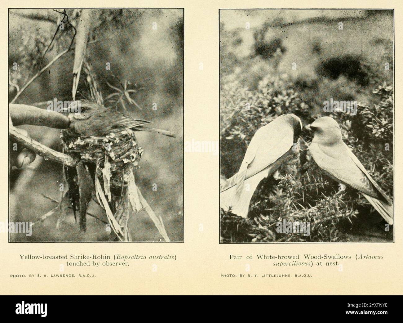 Lower section showcases two birds hi-res stock photography and images ...