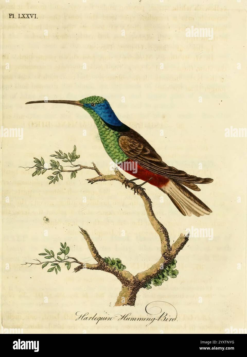 Stichopogon hummingbird hi-res stock photography and images - Alamy