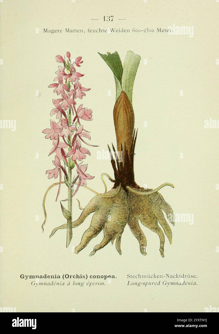 Long spurred gymnadenia hi-res stock photography and images - Alamy