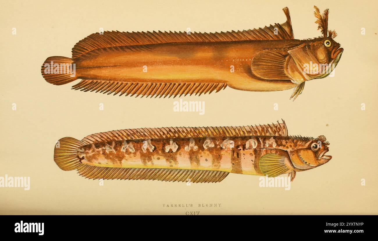 Showcasing unique anatomical features hi-res stock photography and ...