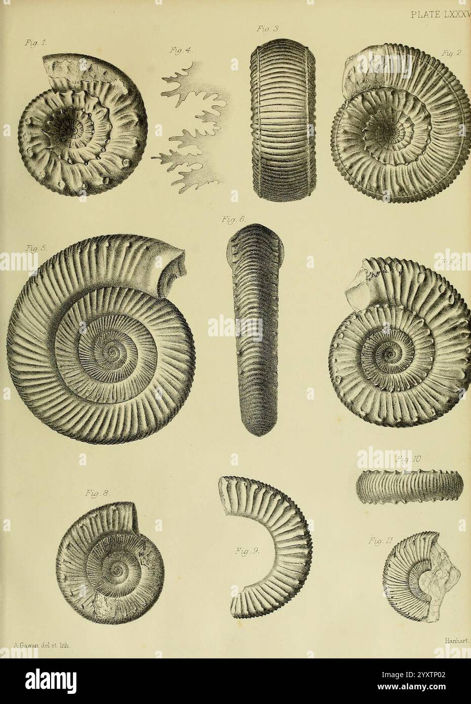 Monograph, on the, Lias, Ammonites, of the, British, islands, London ...